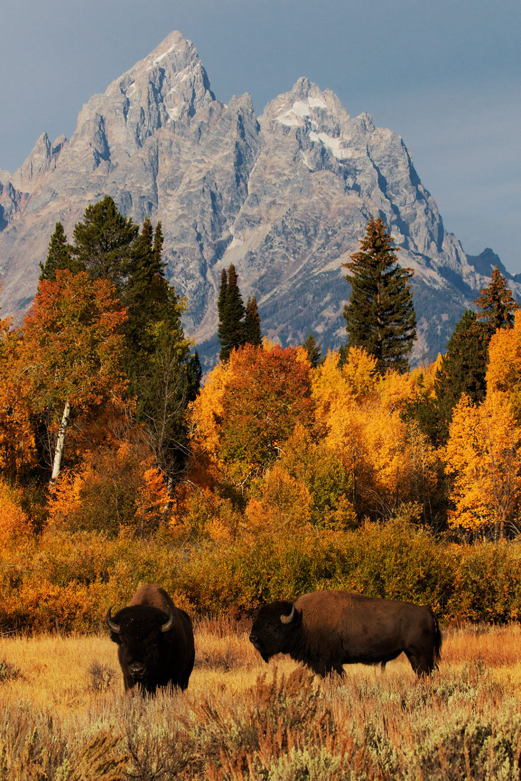 Bison and the Grand Teton • Wildlife • Julian Bunker Photography