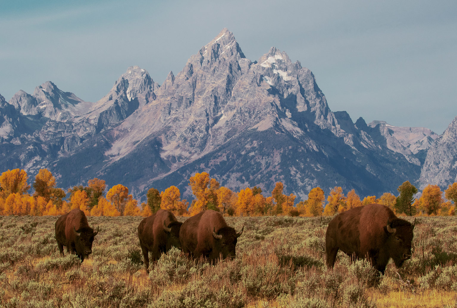 Bison on the Range • Wildlife • Julian Bunker Photography