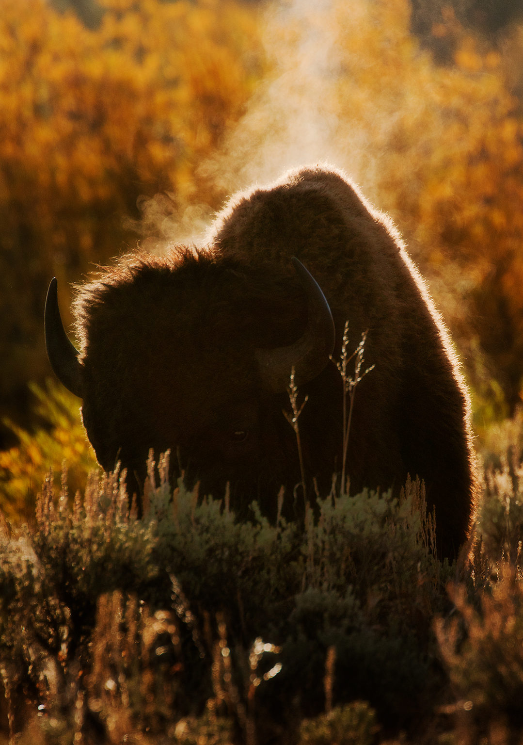 Glowing Bison • Wildlife • Julian Bunker Photography
